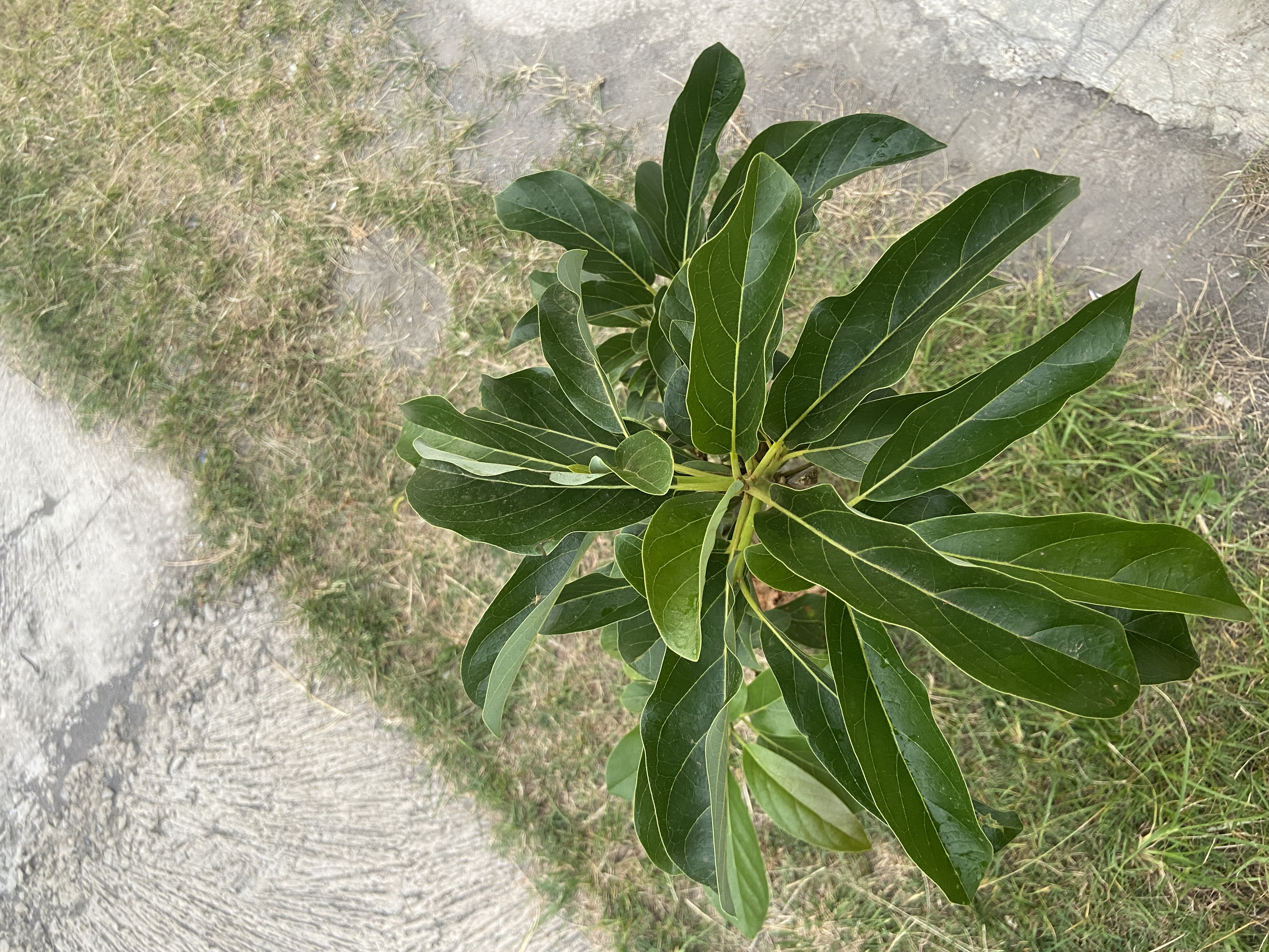 Skripsi Alpukat - Roboflow Universe