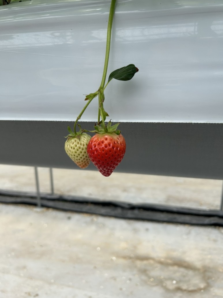 strawberries Object Detection Model by st