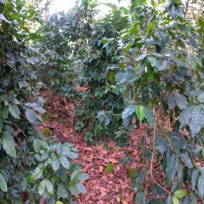 CAFE TESTING X2333 Object Detection Dataset and Pre-Trained Model by ...