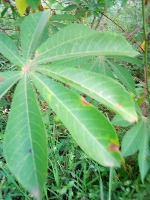 Cassava Disease Classification - Roboflow Universe