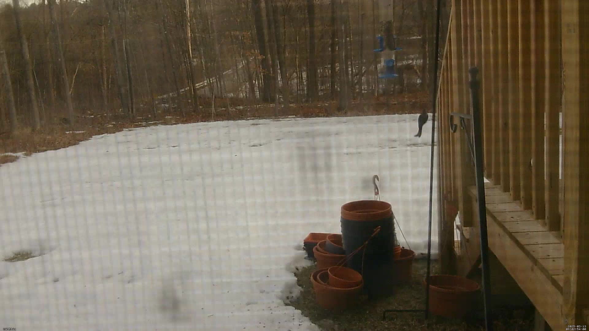 Bird Camera - Roboflow Universe