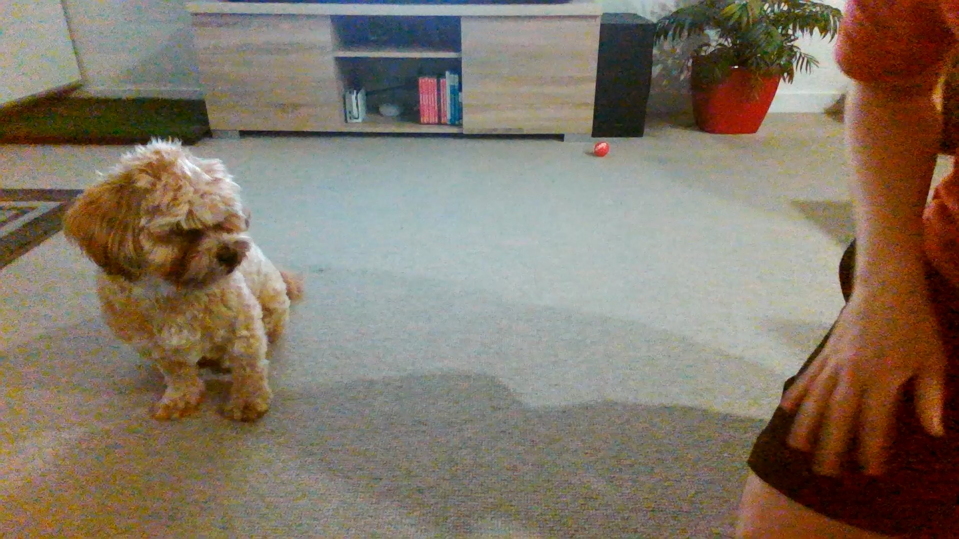 Dog Poses Object Detection Dataset and Pre-Trained Model by Dylan Mazurek