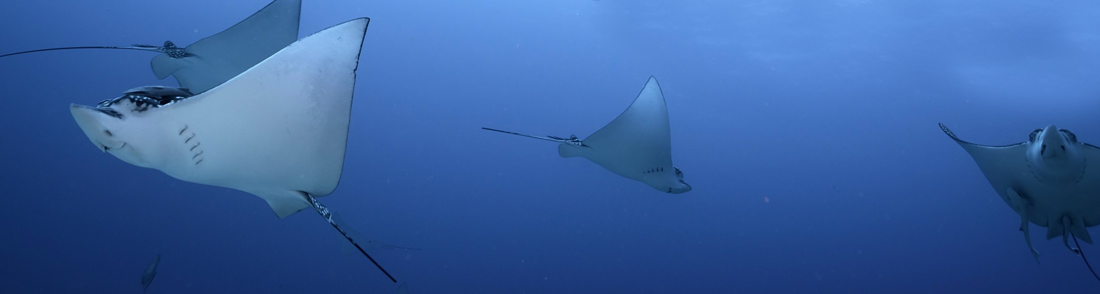 Pari Burung Object Detection Model by Pari Burung