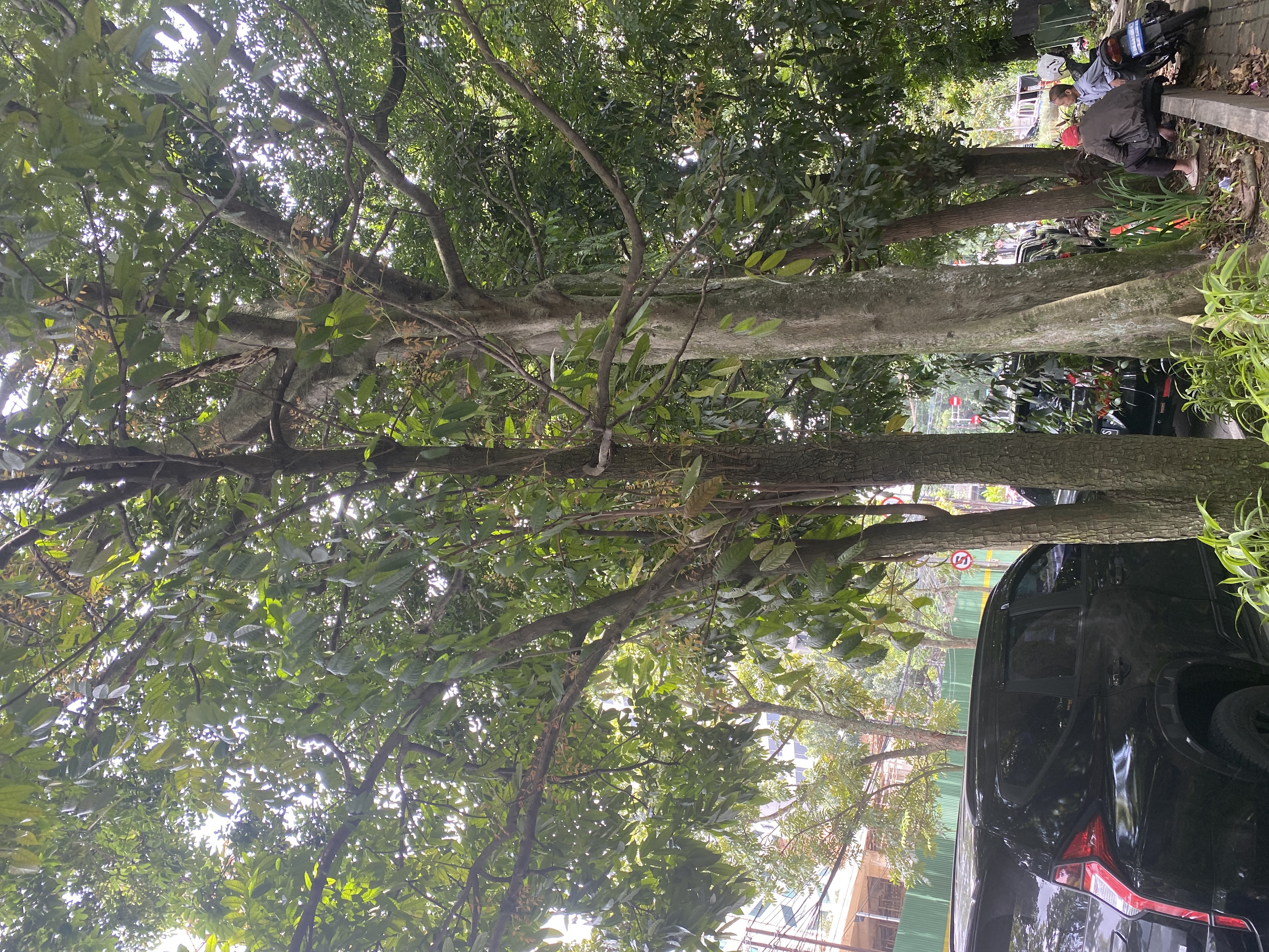 tree Instance Segmentation Model by dika