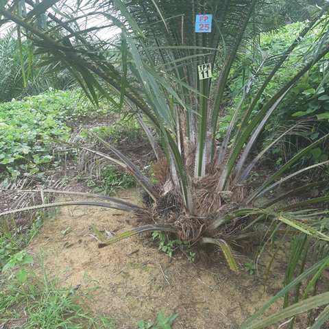 Palm Tree Detection Object Detection Model by WSDV SMART