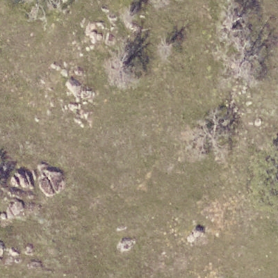 Treedetection 2 Object Detection Dataset by Masters