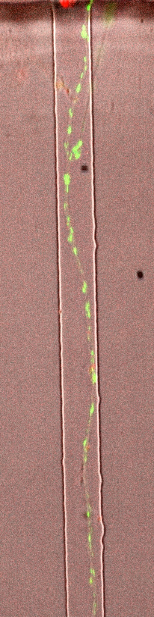 Cell Tracking Object Detection Dataset by CellTracking
