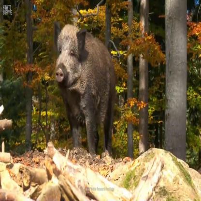 BOAR_WILD Object Detection Dataset by wildeBoar