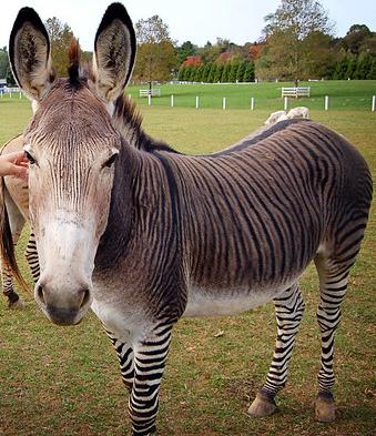 zebra Object Detection Model by zebra