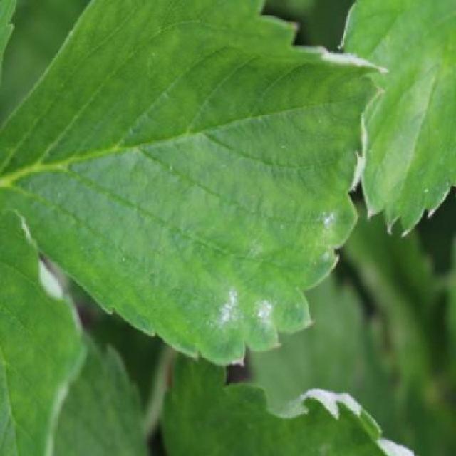 animal_disease Object Detection Dataset and Pre-Trained Model by Forest ...