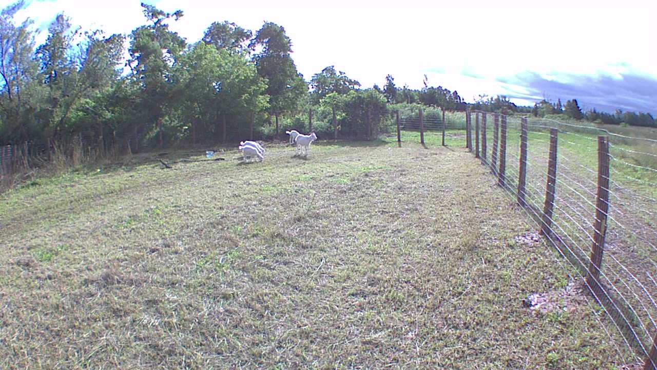 Goat Looker Object Detection Dataset and Pre-Trained Model by Brookside Research