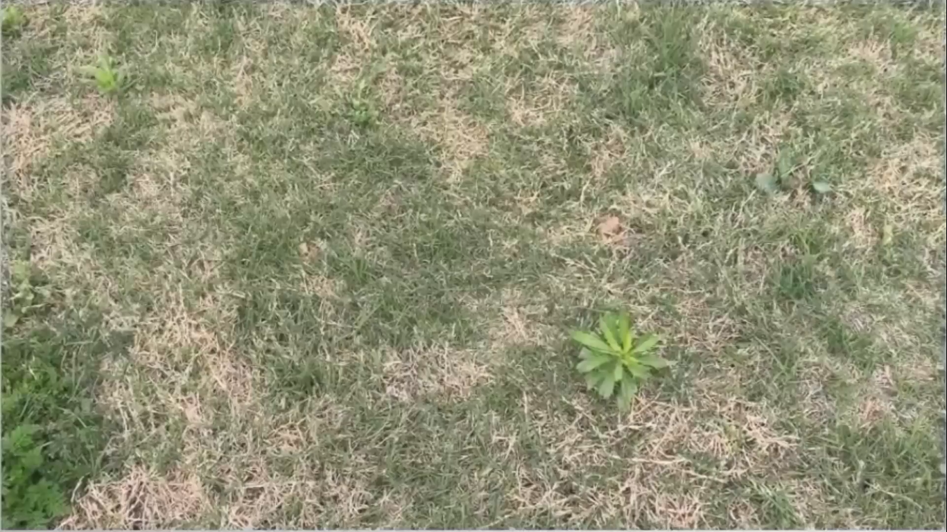 Weed Detection Object Detection Dataset By Paper Data