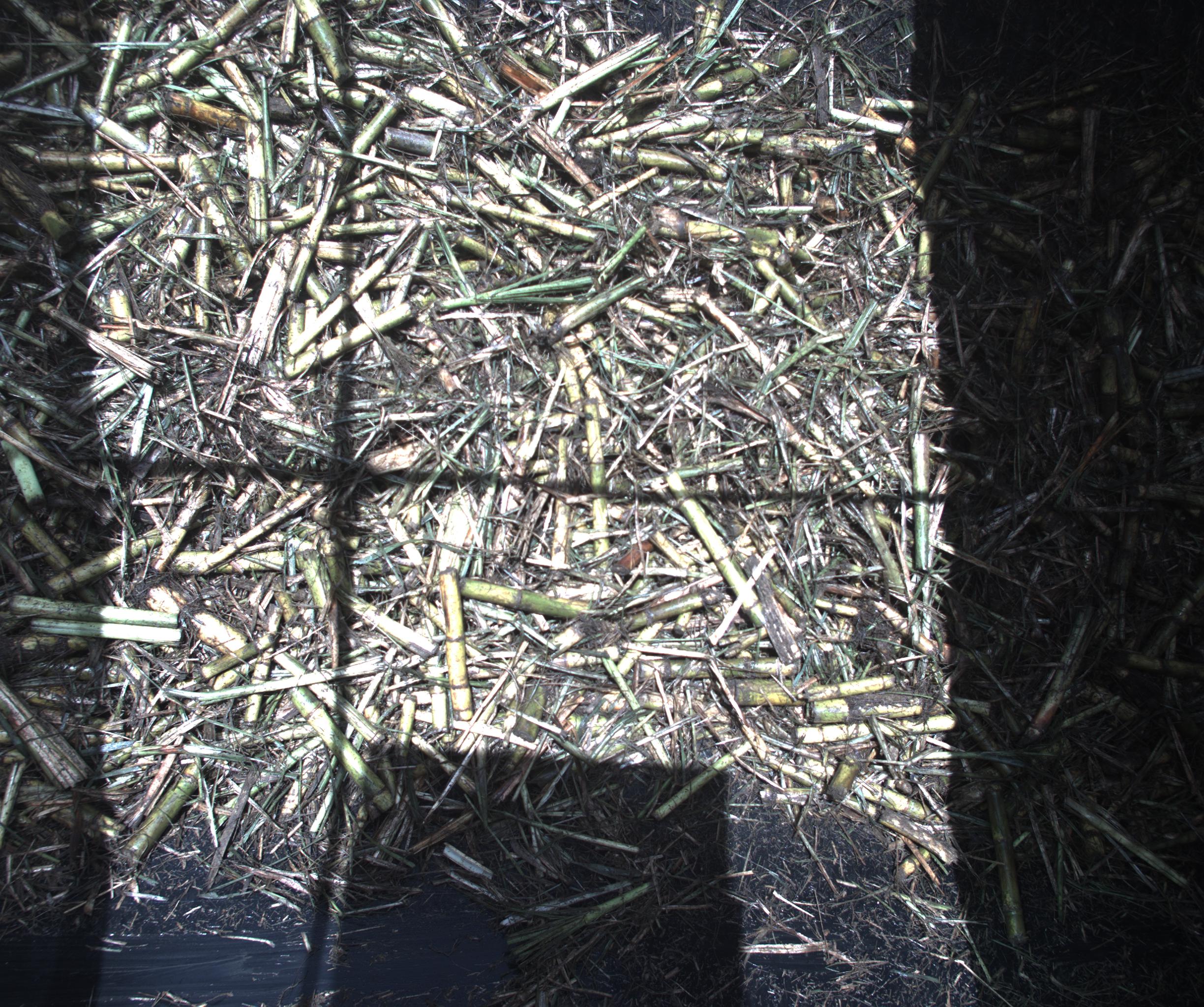 Sugarcane Object Detection Dataset By Billet