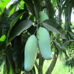 Mango1 Object Detection Dataset and Pre-Trained Model by mango