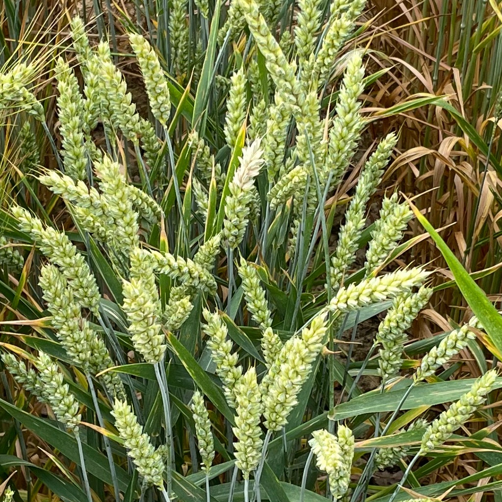 FHB 2 Stage 2024 - Roboflow Universe