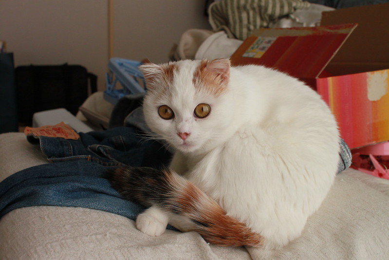 Different Cats Object Detection Dataset And Pre Trained Model By Datasetod