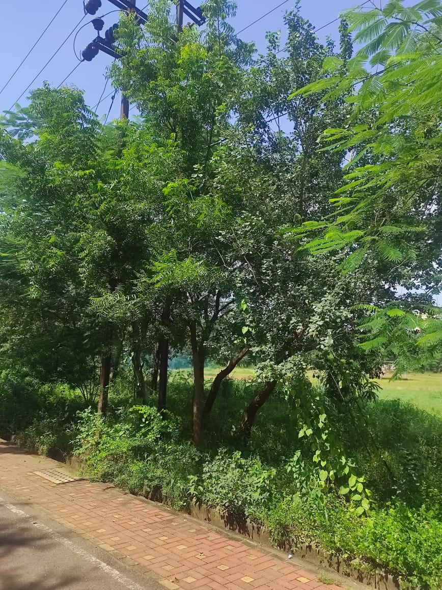 Identification of trees Object Detection Dataset and Pre-Trained Model ...