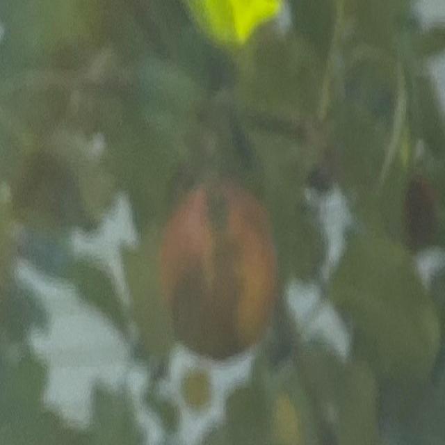 apples Object Detection Model (v1, 2025-03-18 1:02am) by trash