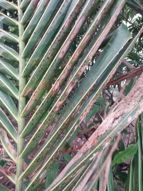 Coconut Tree Disease Object Detection Model by COGUARD