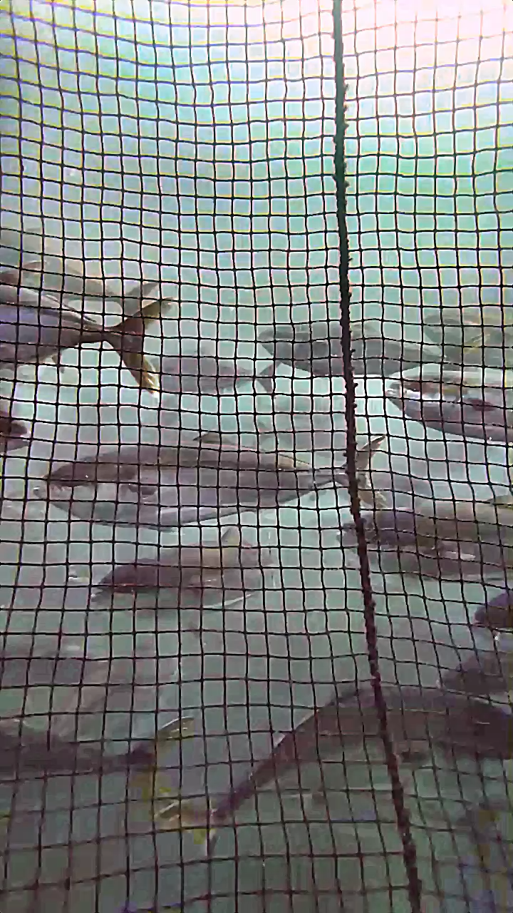 Fish_detection_Enhanced Object Detection Dataset and Pre-Trained Model ...