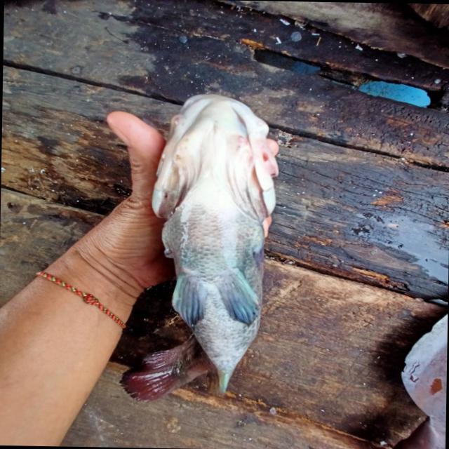 FishCheck Segmentation Instance Segmentation Dataset by capstone