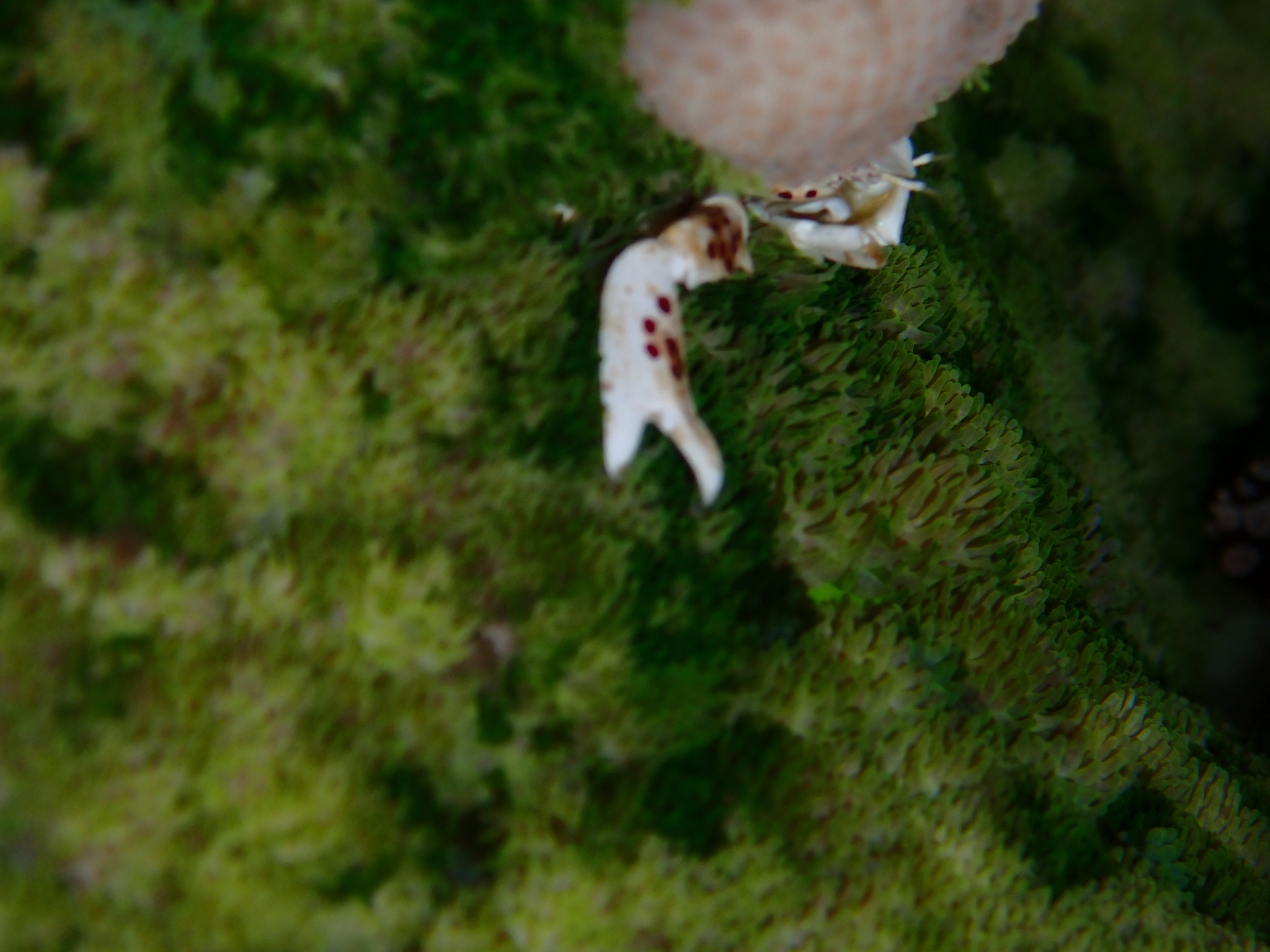 Fish Detection Project Object Detection Dataset and Pre-Trained Model by Harutabi