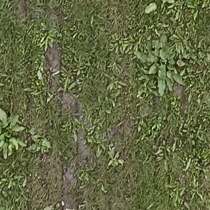 grass weed Object Detection Dataset by zijian peng