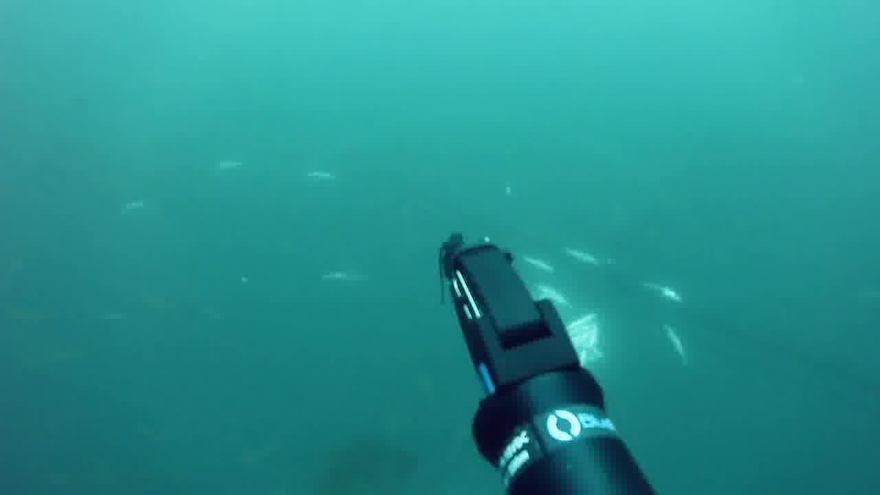 Dead Fish Detection Object Detection Dataset and Pre-Trained Model by durukansworkspace