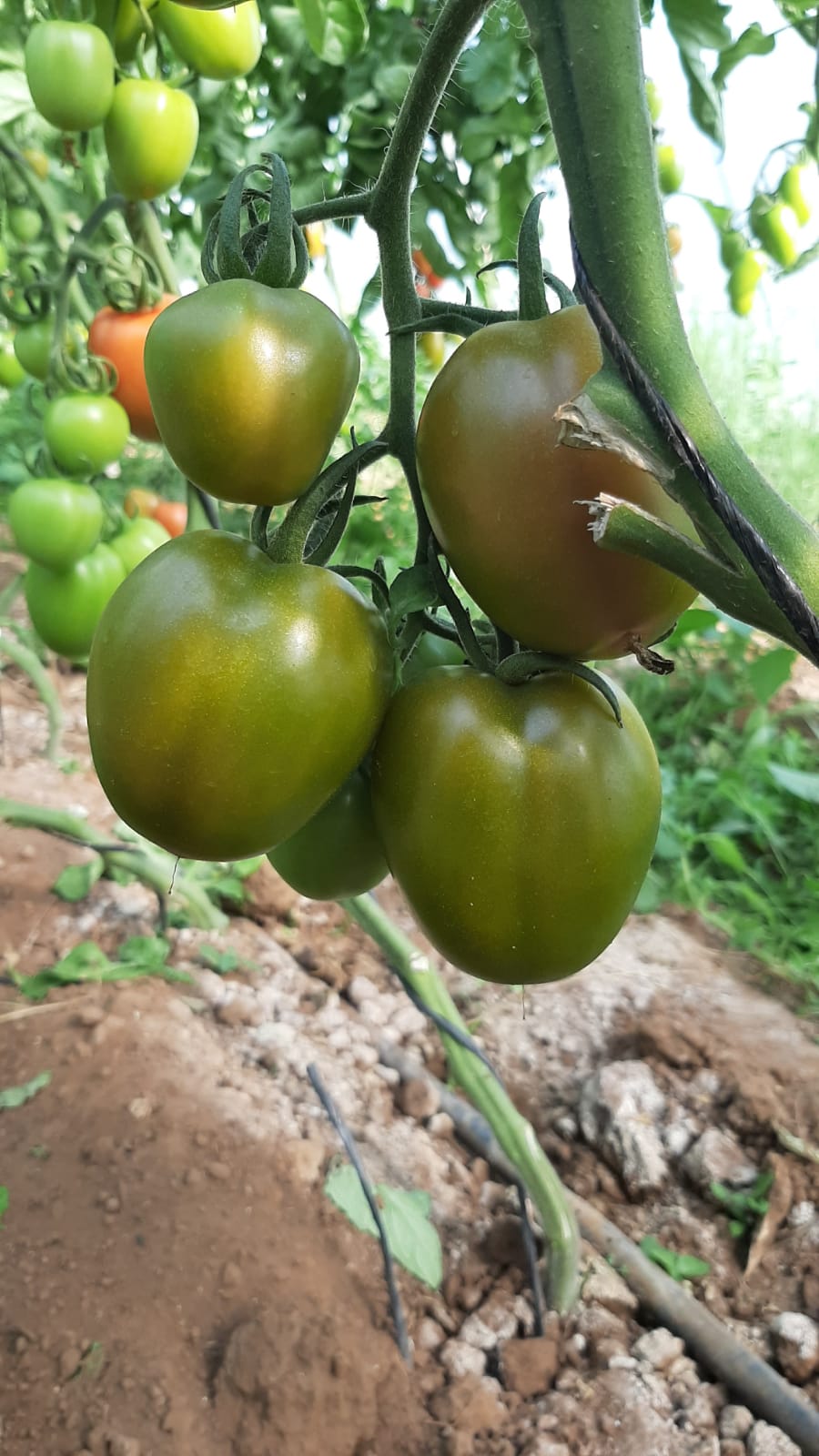 Tomate Object Detection Dataset By Manar