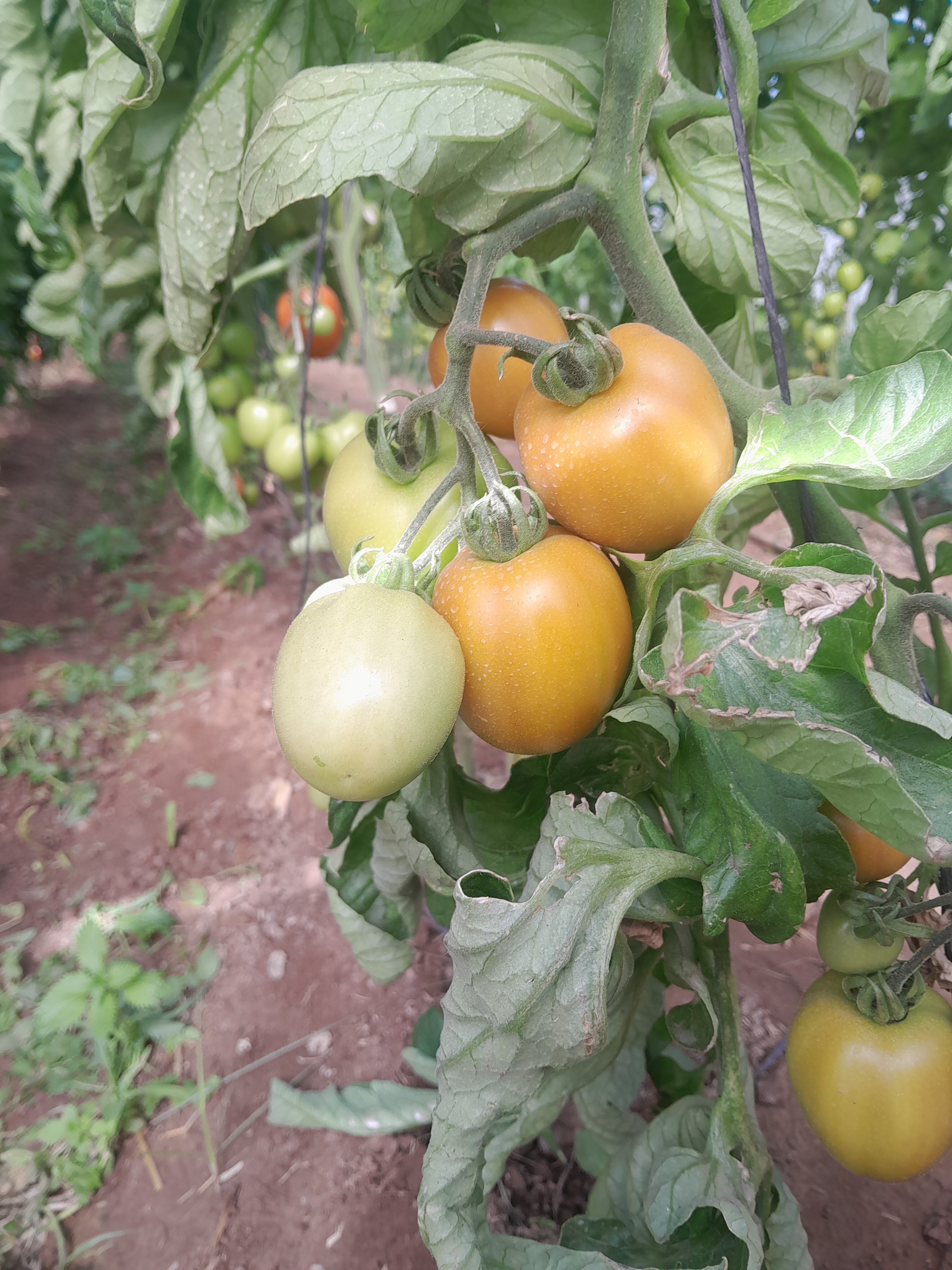 Tomate Object Detection Dataset By Manar