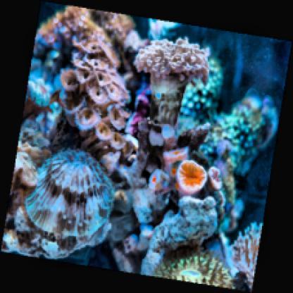 Coral Reef image classification Classification Dataset by project