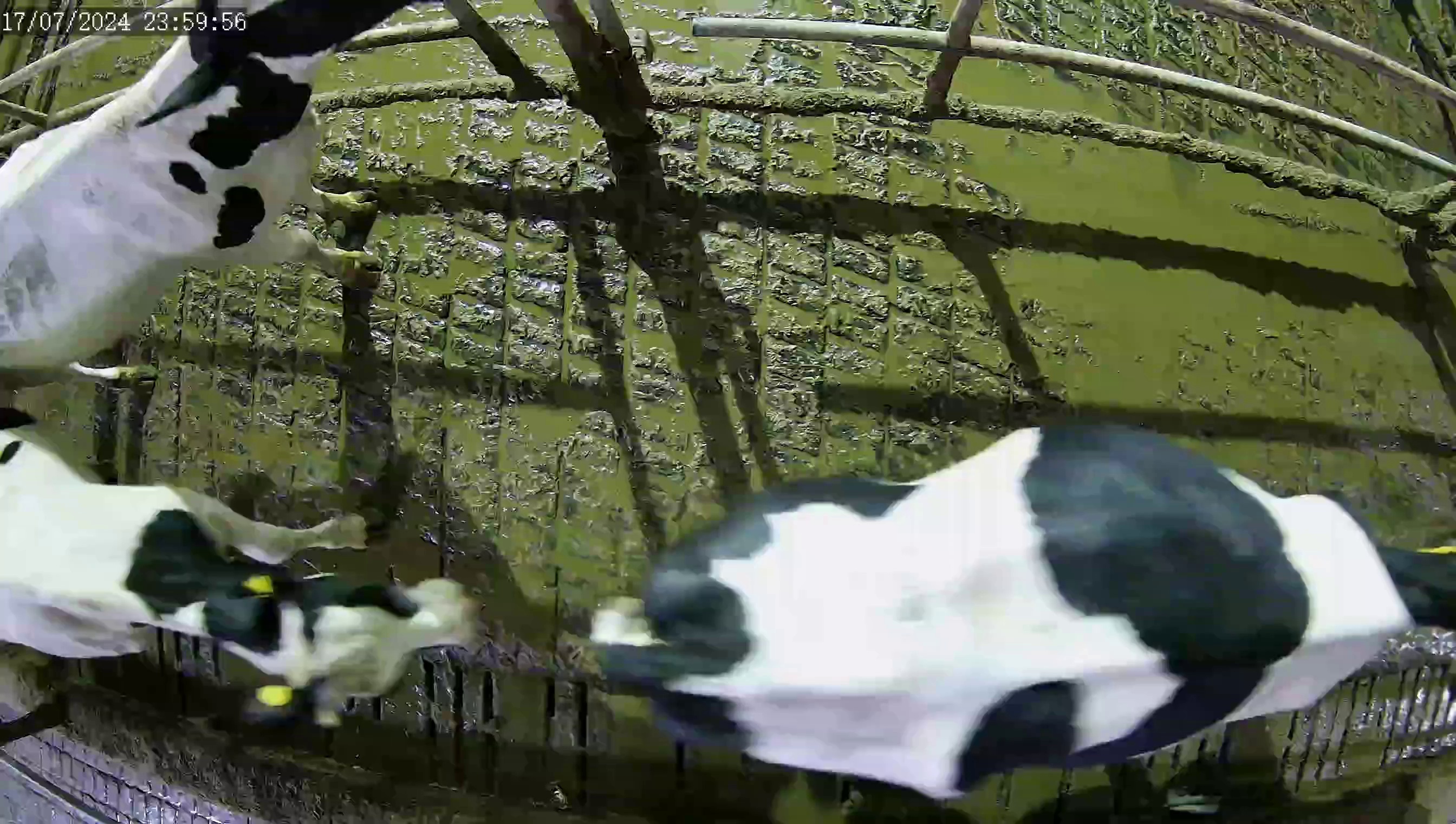 Cows Detect Object Detection Dataset By Cow