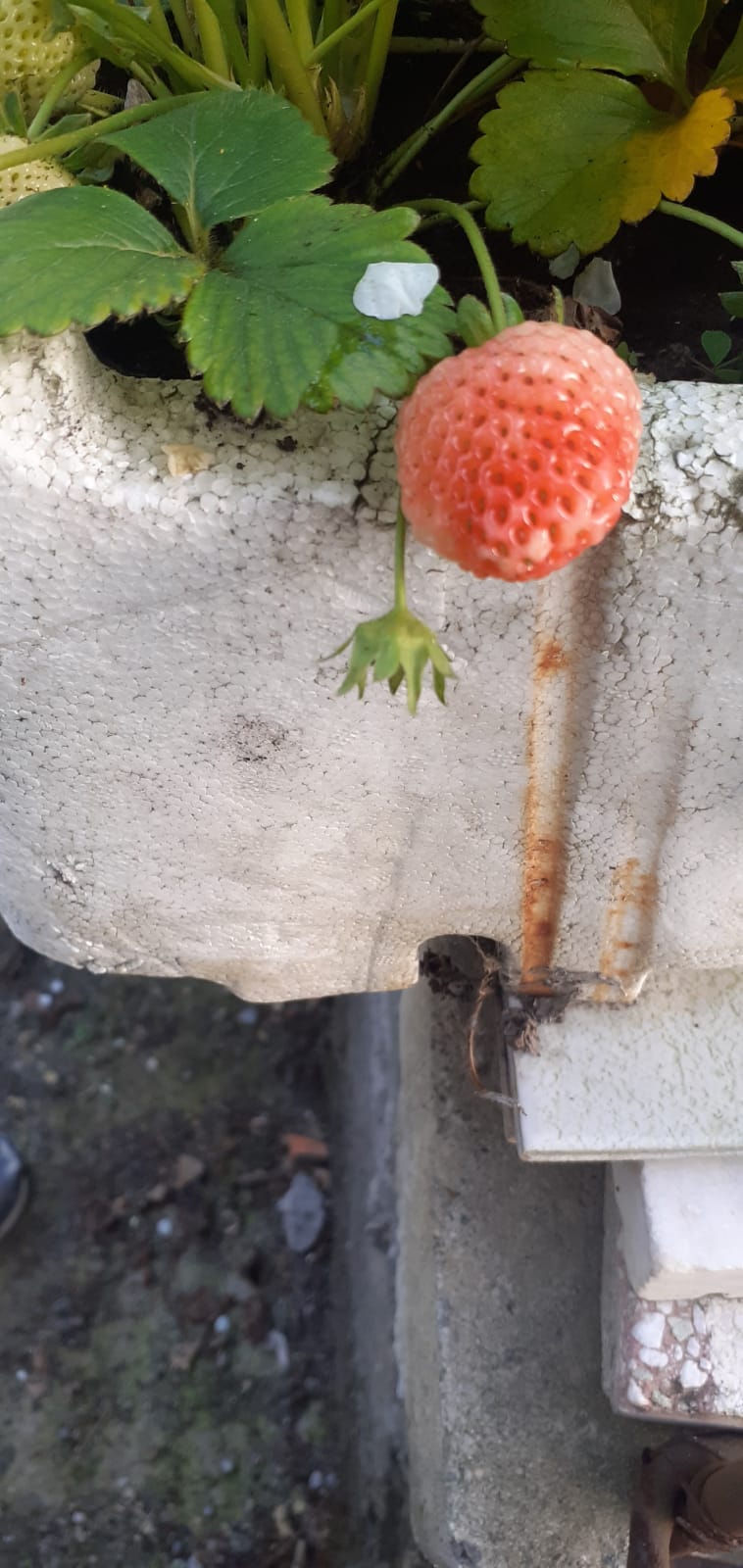 strawberry detection 101 Object Detection Dataset by Eissa sharaf