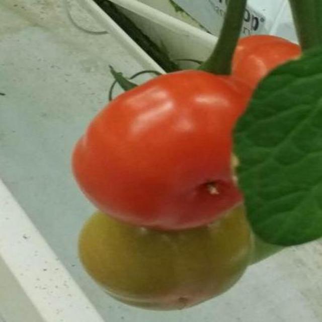 Fruits Object Detection Dataset By Orange