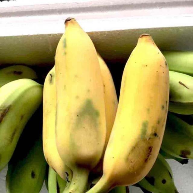 Banana Object Detection Dataset By Orange