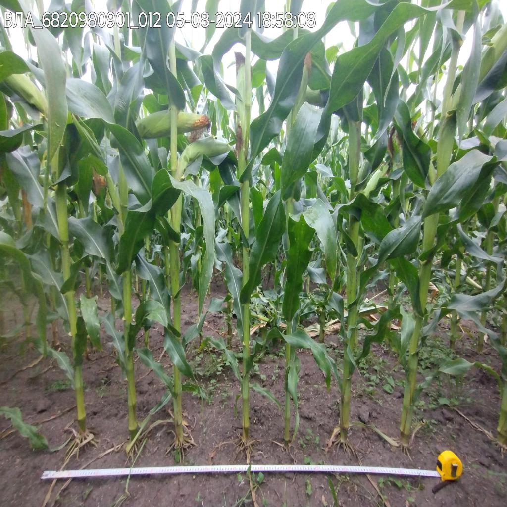 corn Instance Segmentation Dataset by alex ms