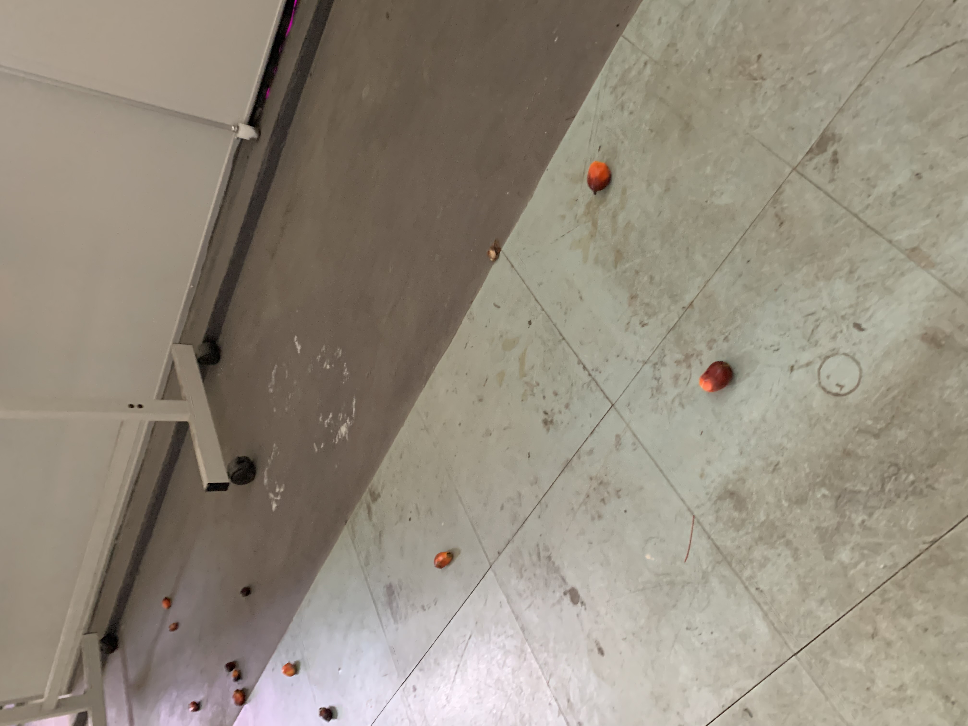 Loose Fruit Detection System in Object Detection Model by Faris Fuad ...