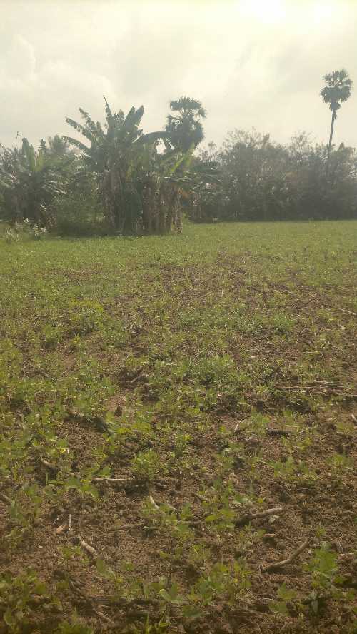 crop Classification Dataset by jensi