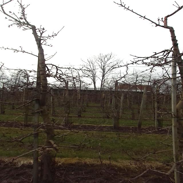 Tree detection Instance Segmentation Dataset and Pre-Trained Model by haw