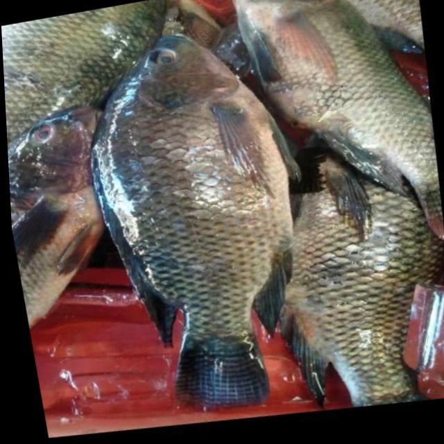 Tilapia Detection Object Detection Dataset and Pre-Trained Model by AI in Aquatic Disease Management