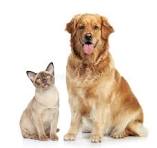 machine learning (machine-learning-fwd4f) - Roboflow Universe