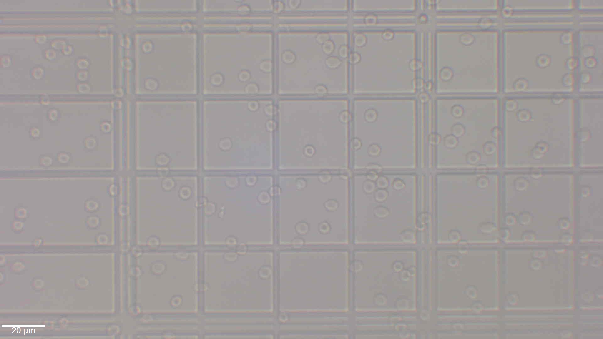 Seowonjun Roboflow Universe