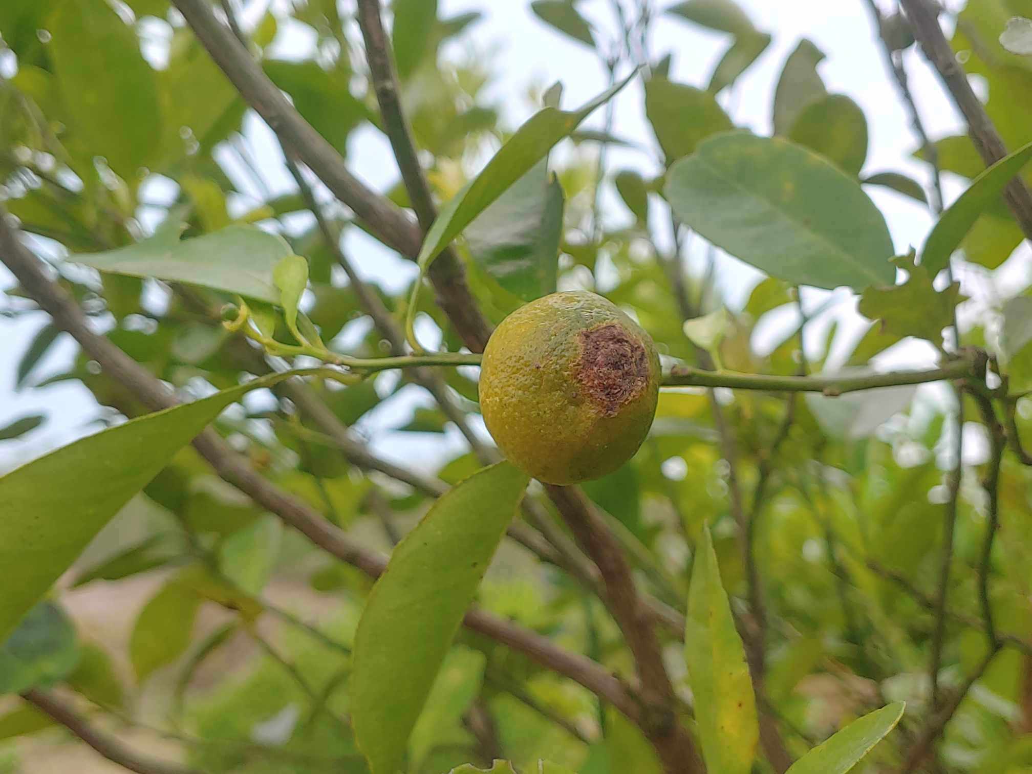 Calamansi Object Detection Dataset and Pre-Trained Model by calamasin