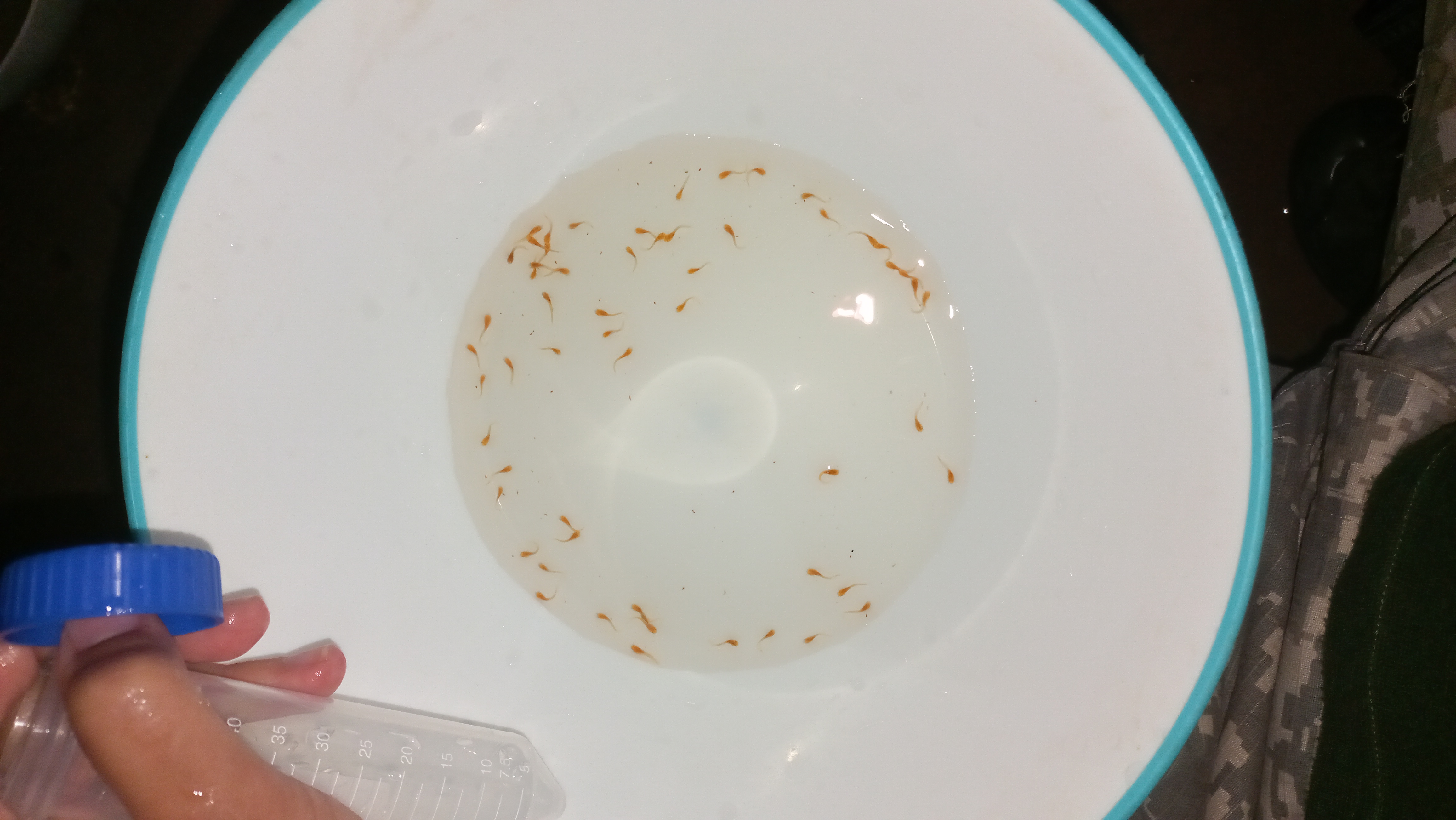 Counting Fish Larvae Object Detection Dataset by Projetos Inovisao