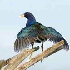 bird_airplane detection Object Detection Dataset and Pre-Trained Model by Glasgow Caledonian ...