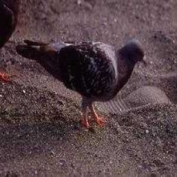 Birds Object Detection Dataset and Pre-Trained Model by Saksham