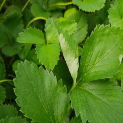 leaf disease Object Detection Model by NewJewelryDataset