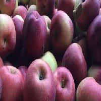 Top Damaged_apple Datasets and Models | Roboflow Universe