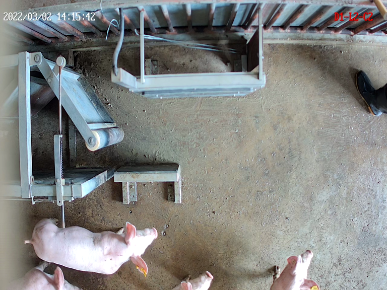 pig Object Detection Dataset by pig