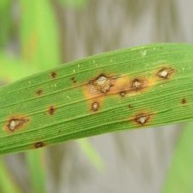 Paddy Classification Dataset by BRAINIACS